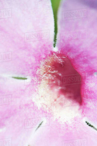 Flower, extreme close-up - Royalty-free Stock Photo | Dissolve