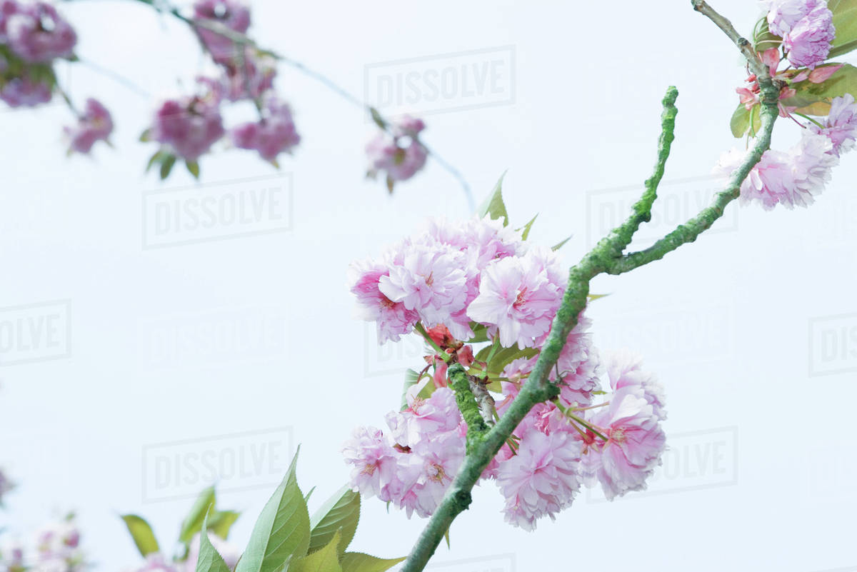 Cherry tree branch in blossom, cropped - Stock Photo - Dissolve