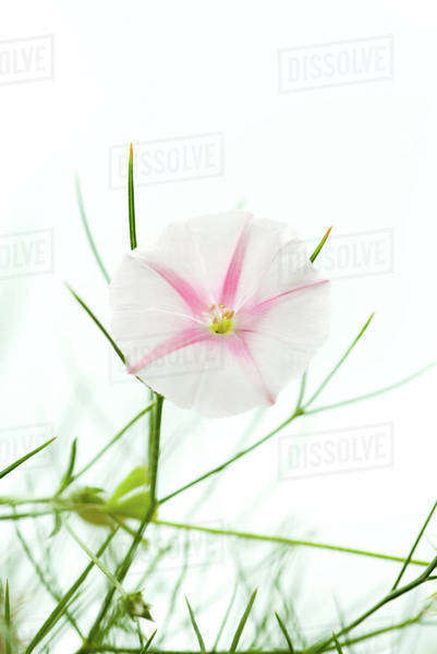 Morning glory, close-up - Royalty-free Stock Photo | Dissolve