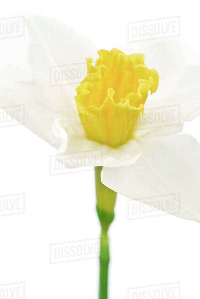Daffodil flower, close-up - Royalty-free Stock Photo | Dissolve