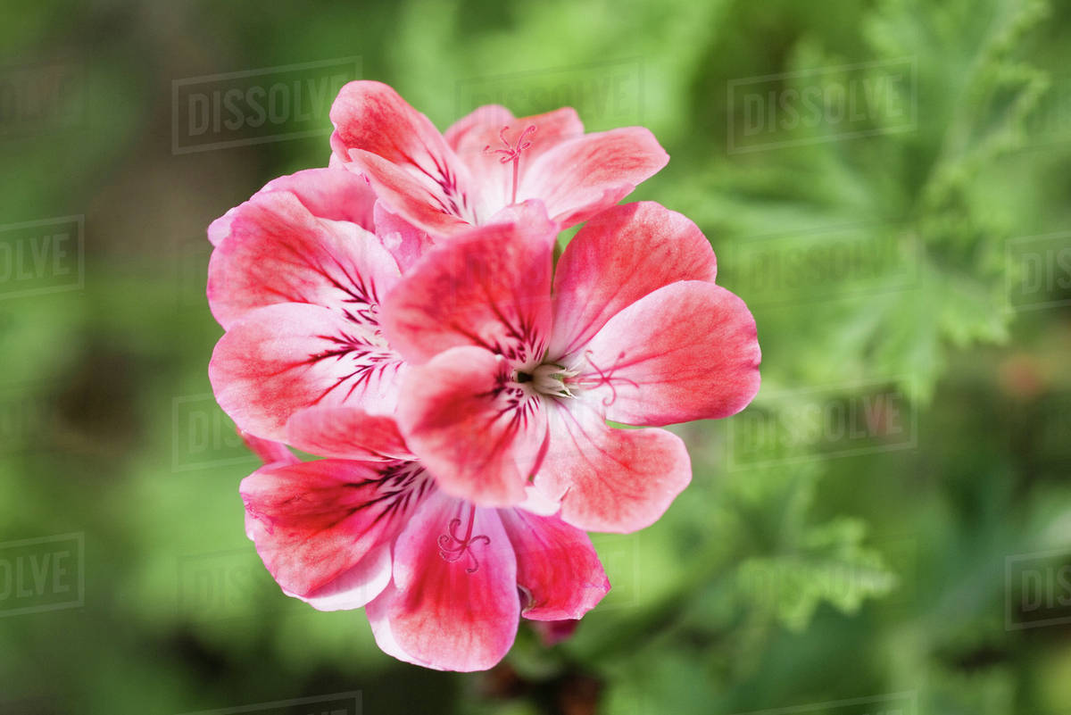 Pink geranium, close-up - Royalty-free Stock Photo | Dissolve