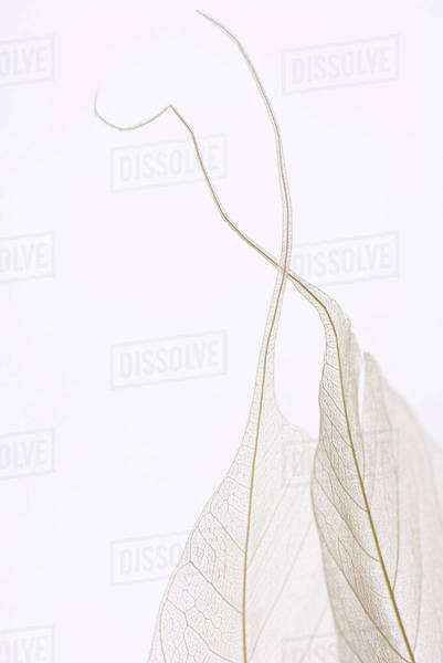 Translucent leaves, close-up - Royalty-free Stock Photo | Dissolve