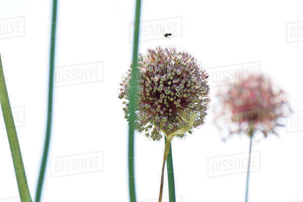 Insect hovering over allium blossom - Royalty-free Stock Photo | Dissolve