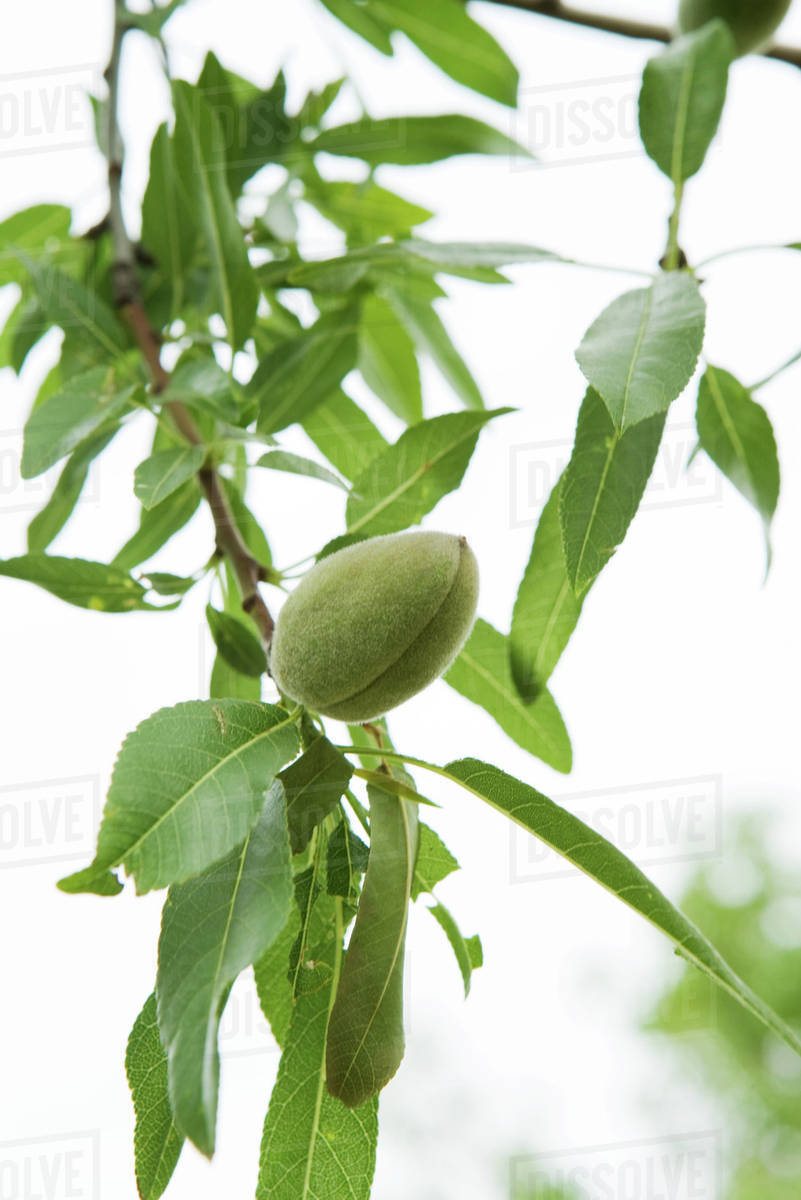 Almond tree, close-up - Royalty-free Stock Photo | Dissolve