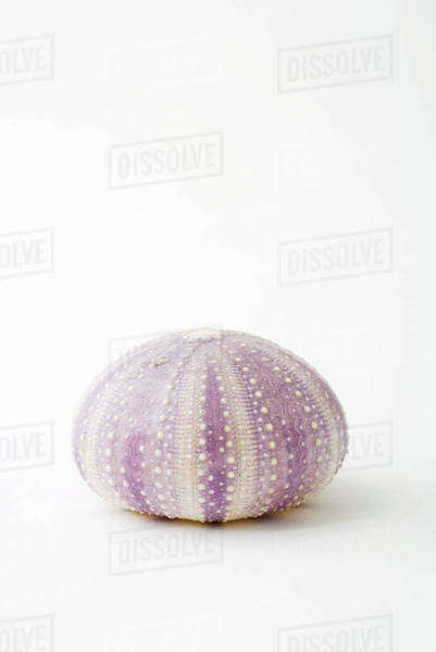 Dried sea urchin shell - Royalty-free Stock Photo | Dissolve
