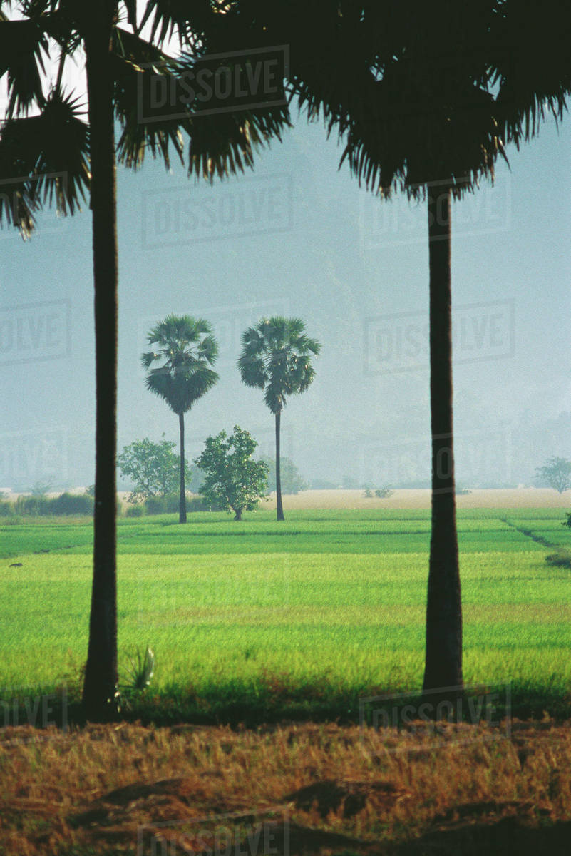 Myanmar (Burma), palm trees and rice paddies - Royalty-free Stock Photo ...