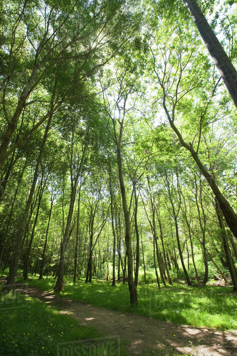 Path through woods - Stock Photo - Dissolve