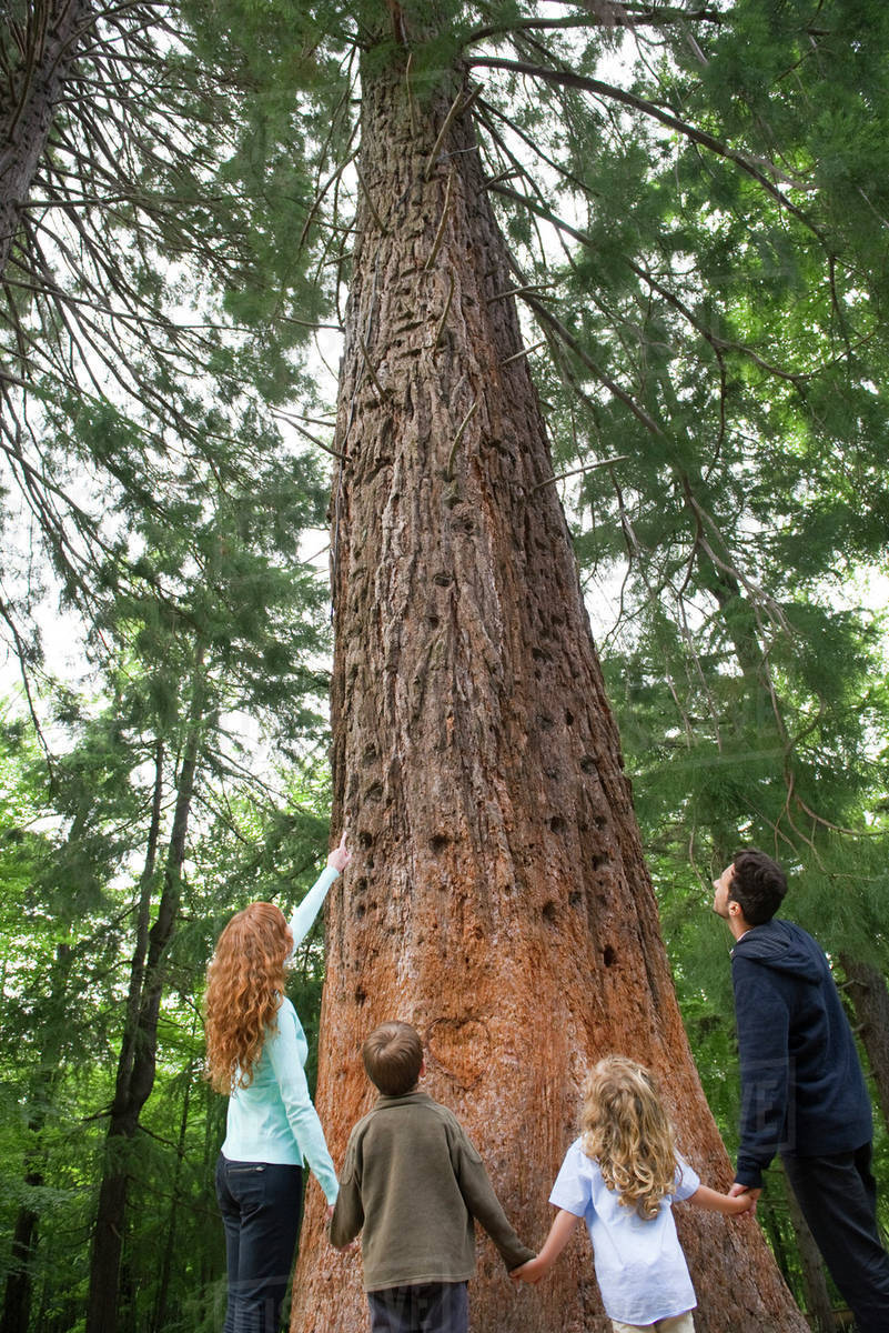 Family standing together at base of tall tree, holding hands, rear view ...