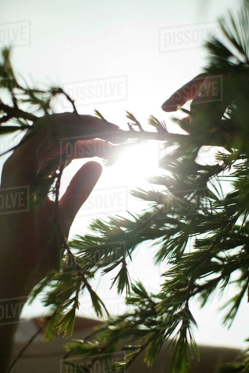 Hands touching tree branch, backlit by sun - Stock Photo - Dissolve