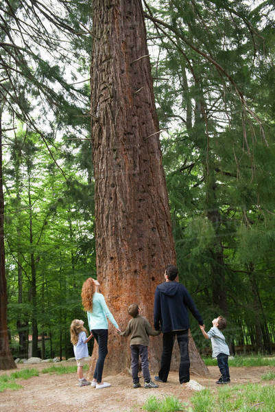Family standing together at base of tall tree, holding hands, rear view ...