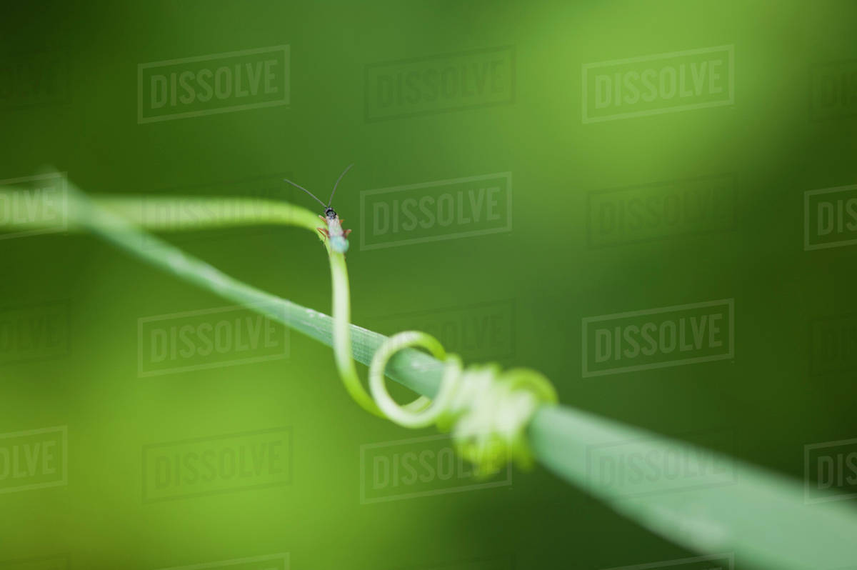 Insect on tendril coiling around blade of grass - Royalty-free Stock ...