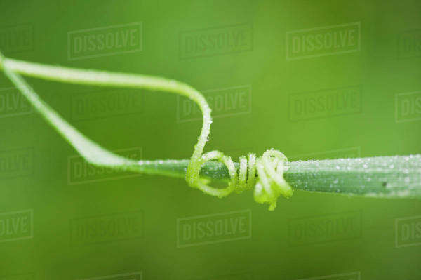 Tendril coiling around blade of grass - Stock Photo - Dissolve