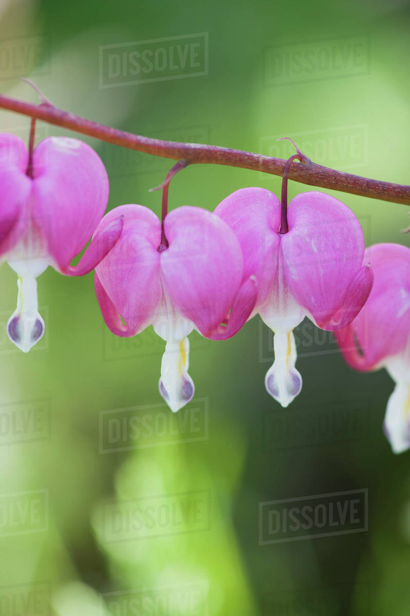 Bleeding heart flowers - Royalty-free Stock Photo | Dissolve