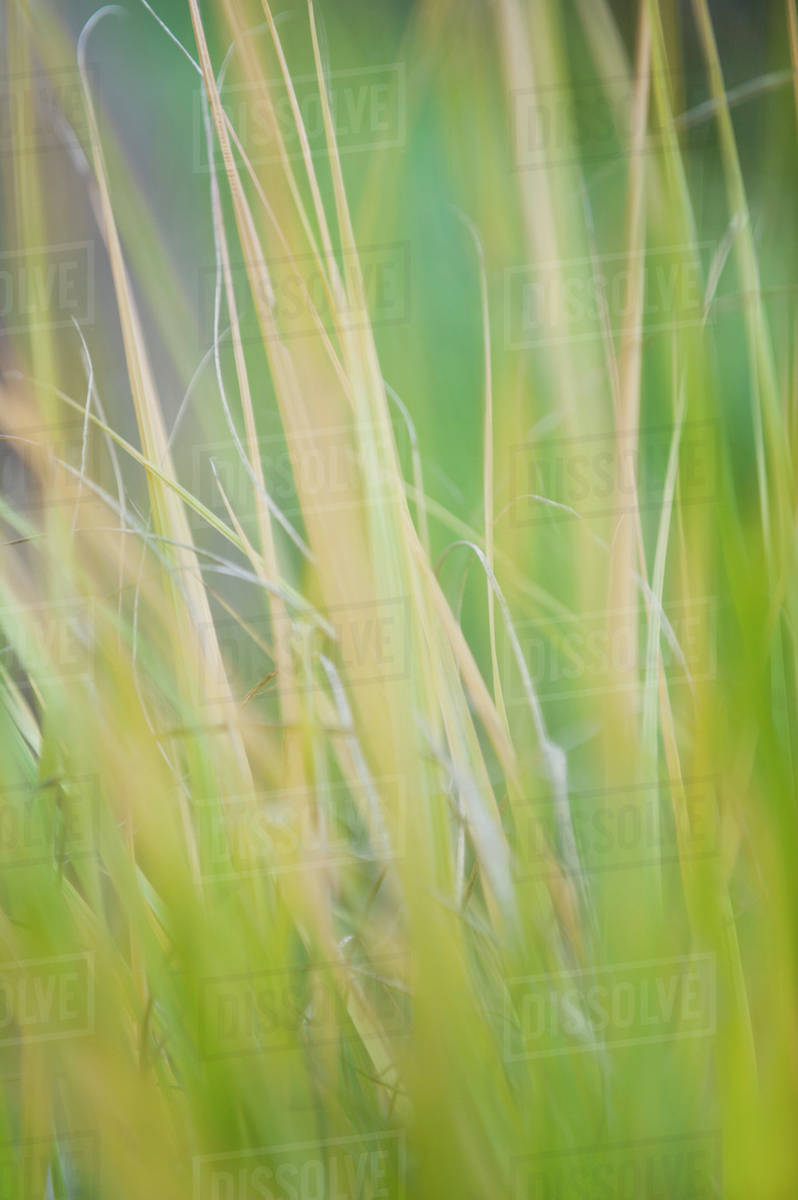 Tall grass, close-up - Stock Photo - Dissolve