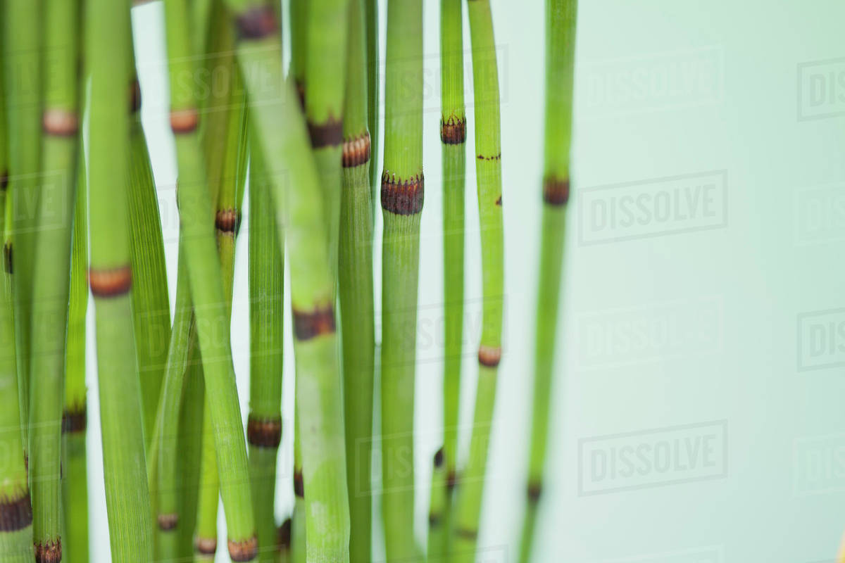 Horsetail rush (Equisetum hyemale) - Royalty-free Stock Photo | Dissolve
