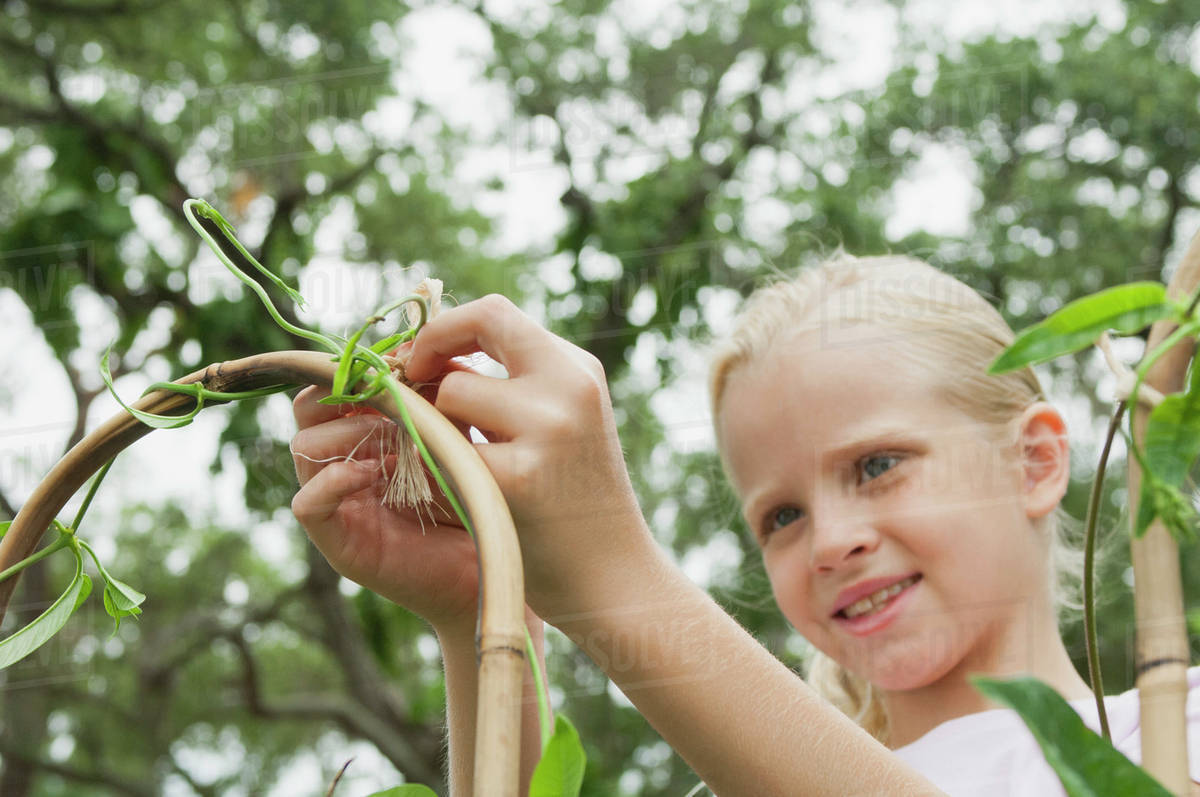Girl tying vine to stake in garden - Stock Photo - Dissolve