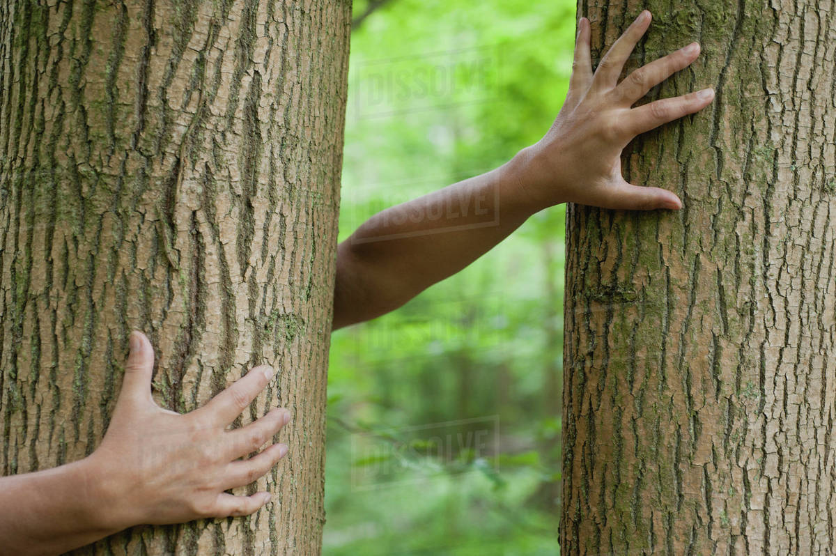 Child's hands touching tree trunks - Stock Photo - Dissolve
