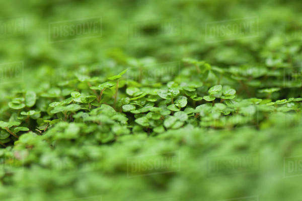 Baby's tears, close-up - Royalty-free Stock Photo | Dissolve