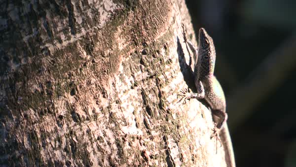 Lizard hanging on a tree in natural tropical habitat - Stock Video ...