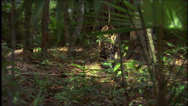 Montage of a jaguar hunting an armadillo - Stock Video Footage - Dissolve