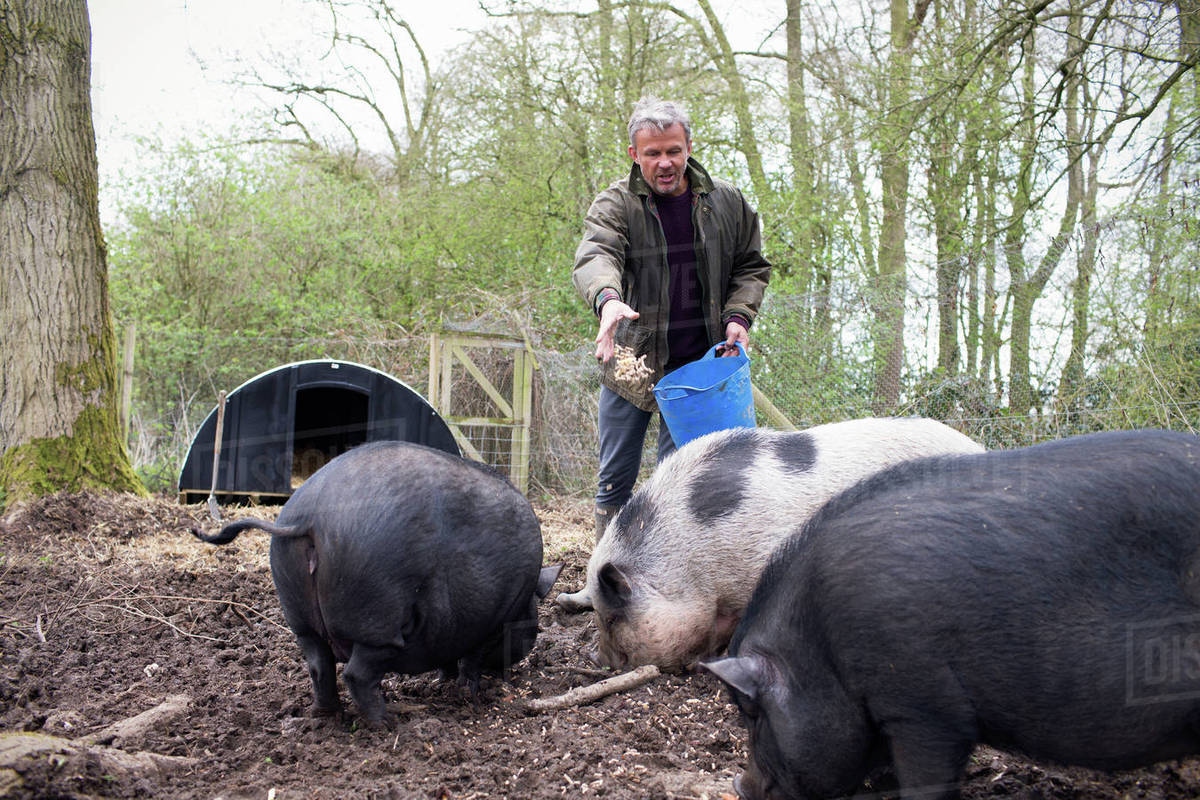 Man feeding pigs on small organic farm - Royalty-free Stock Photo ...