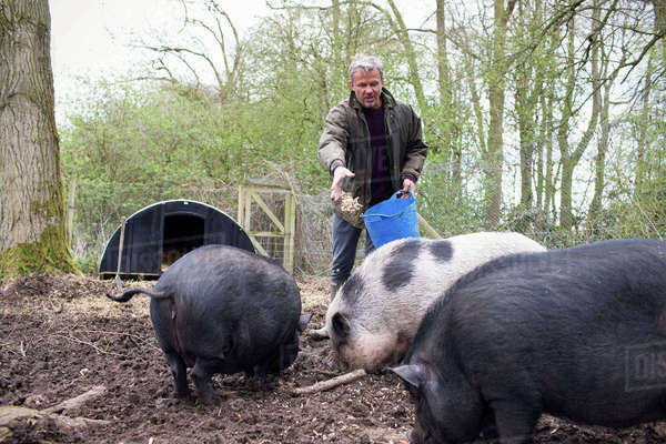 Man feeding pigs on small organic farm - Royalty-free Stock Photo ...