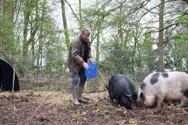 Man feeding pigs on small organic farm - Royalty-free Stock Photo ...