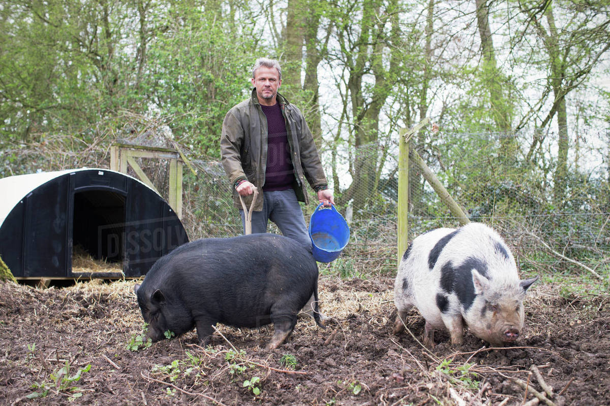 Man feeding pigs on small organic farm - Royalty-free Stock Photo ...