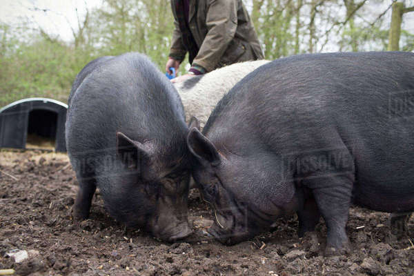 Man feeding pigs on small organic farm - Royalty-free Stock Photo ...