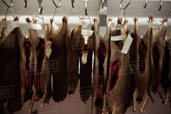 Venison hanging in butcher's cold store - Royalty-free Stock Photo ...
