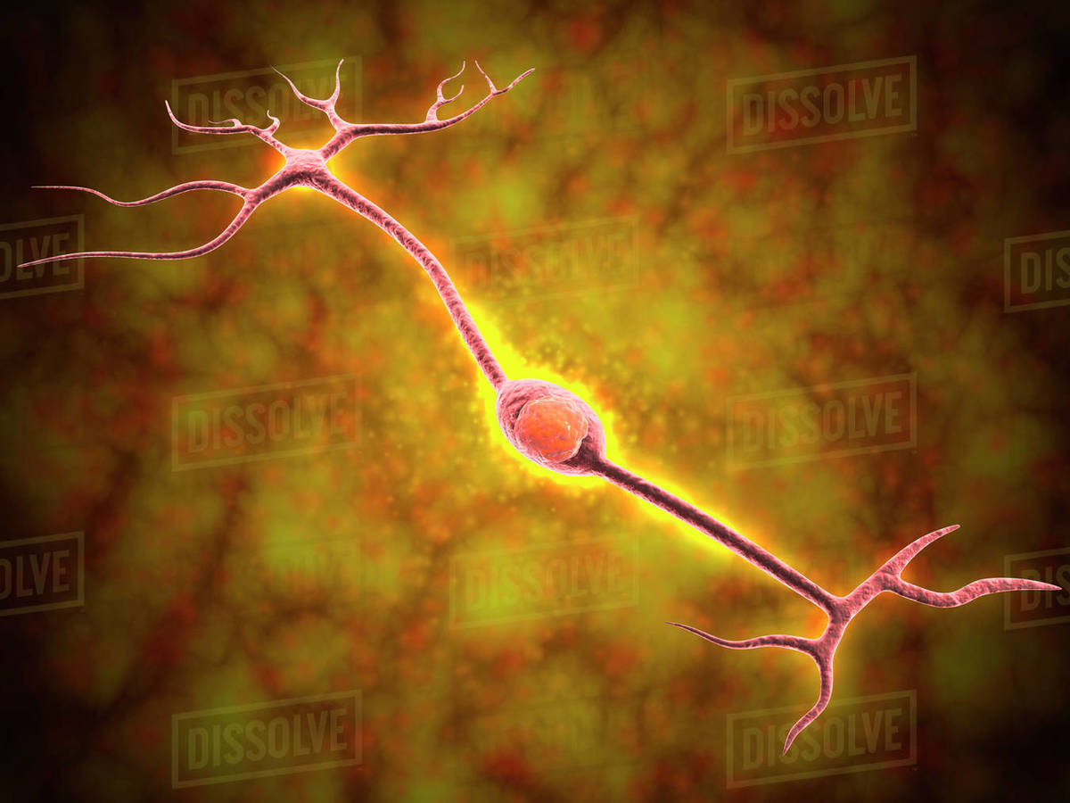 Microscopic view of a bipolar neuron. - Royalty-free Stock Photo | Dissolve
