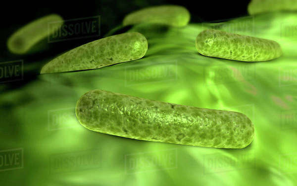 Microscopic view of bacteria. - Royalty-free Stock Photo | Dissolve