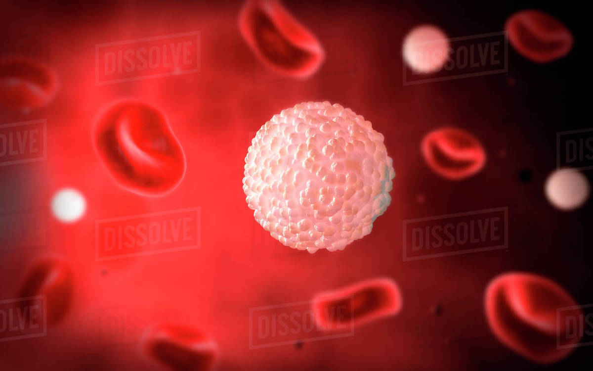 Microscopic view of white blood cells inside blood vessel. - Royalty ...