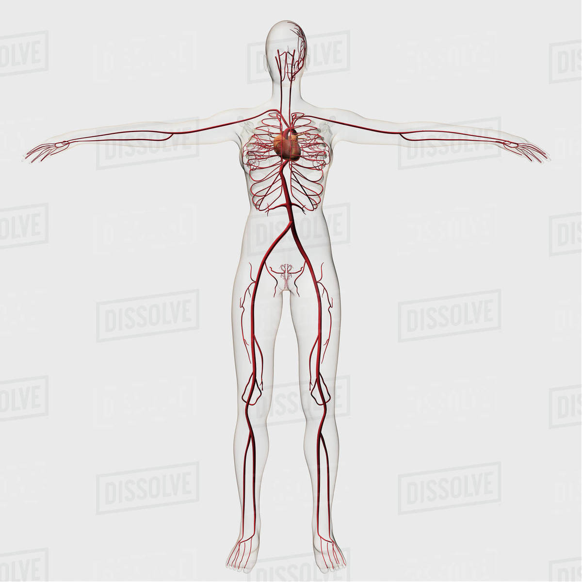 Medical illustration of female circulatory system with heart and ...