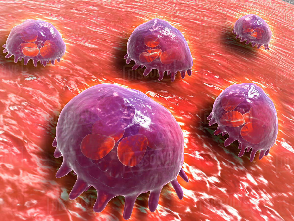 Microscopic view of phagocytic macrophages. - Royalty-free Stock Photo ...