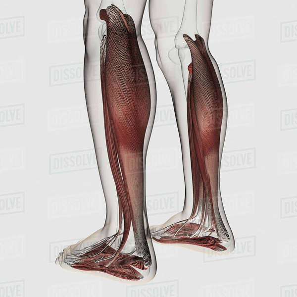 Male muscle anatomy of the human legs, anterior view. - Royalty-free ...