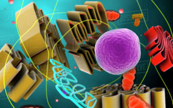 Microscopic view of animal cell nucleus. - Royalty-free Stock Photo ...