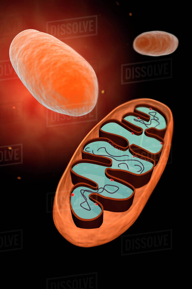 Microscopic view of mitochondria. - Royalty-free Stock Photo | Dissolve