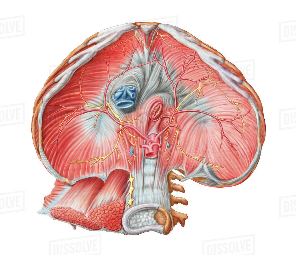 Abdominal surface of diaphragm through abdomen (organs removed ...