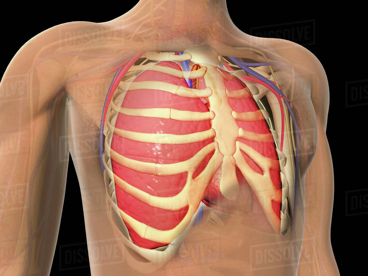 Cutaway view of human lungs and rib cage. - Royalty-free Stock Photo ...