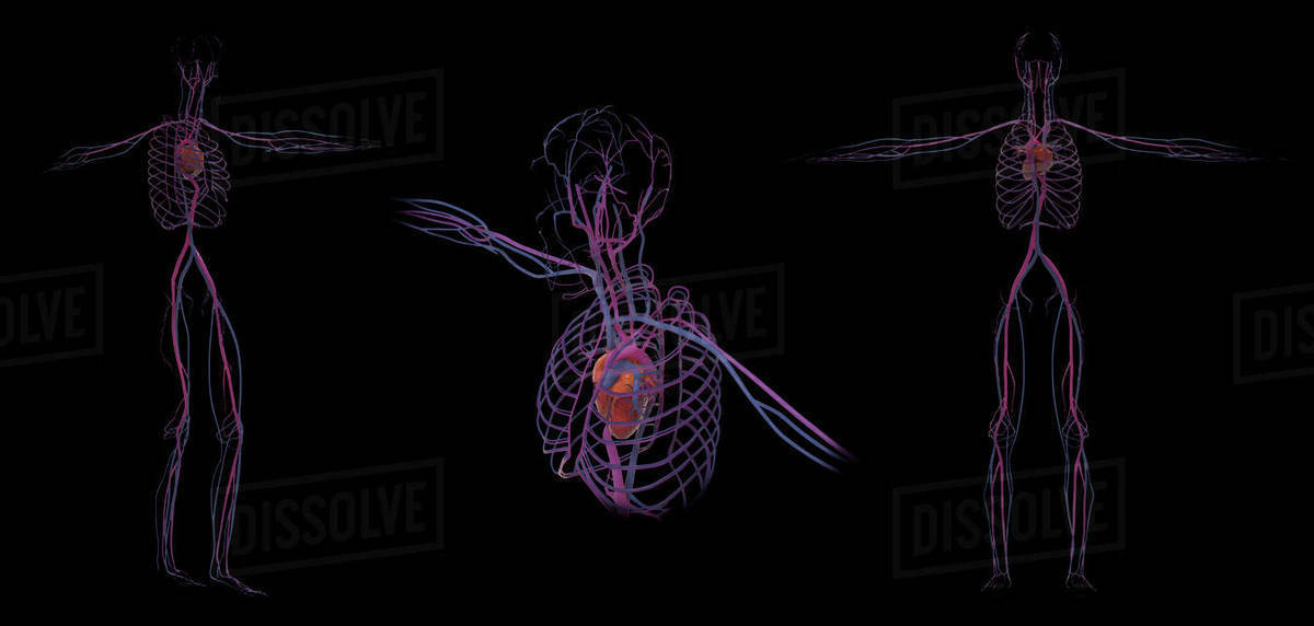 3D rendering of human circulatory system. - Royalty-free Stock Photo ...