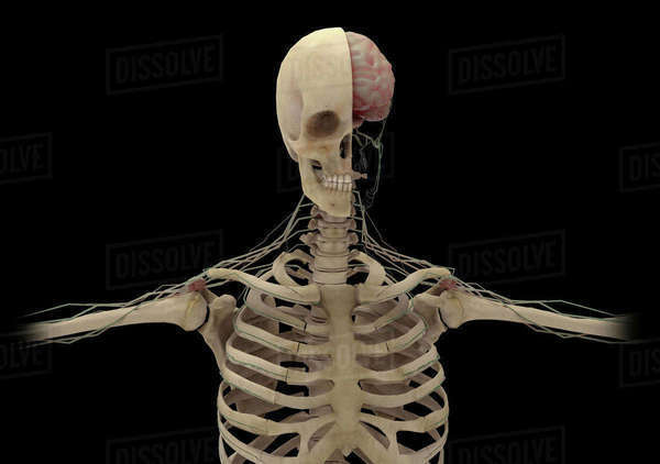 Human skeleton with transectional view of skull exposing the brain ...