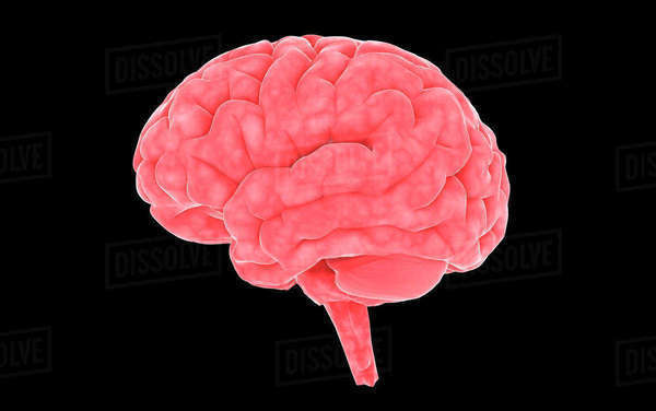Conceptual image of human brain. - Stock Photo - Dissolve