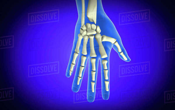 Conceptual image of bones in human hand. - Stock Photo - Dissolve