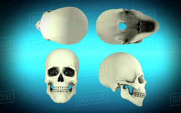 View of human skull from different angles. - Stock Photo - Dissolve