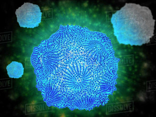 Microscopic view of Canine Parvovirus. Canine Parvovirus is a highly ...