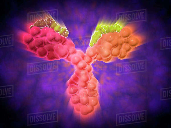 Microscopic view of a human antibody. Human antibodies are the Y-shaped ...