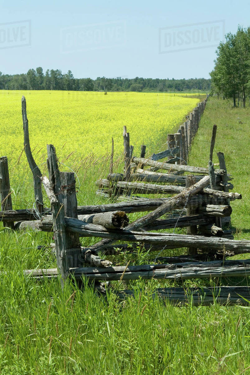 A fence in a field, Canada. - Royalty-free Stock Photo | Dissolve