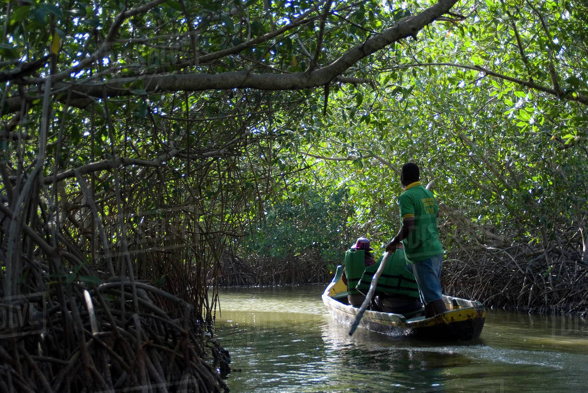 Mangrove swamp, La Boquilla, near Cartagena, Colombia. - Royalty-free ...