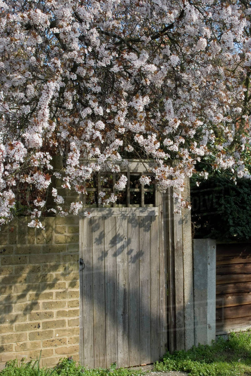 Spring flowers over a residential gate - Royalty-free Stock Photo ...